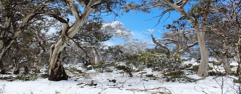 Visit | Mitta Valley